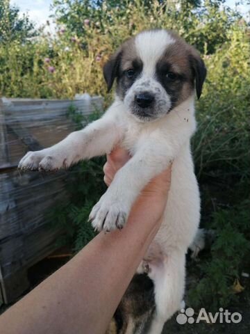 Щенок в добрые руки девочка