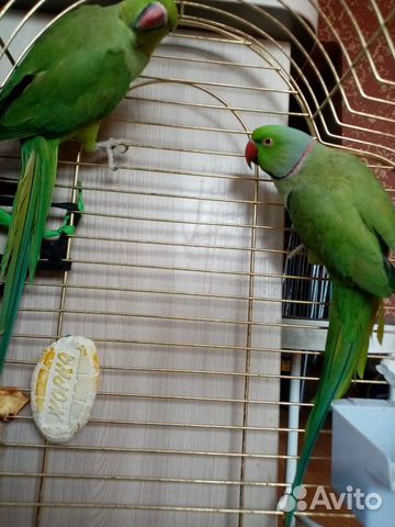 Попугаи ожиреловые
