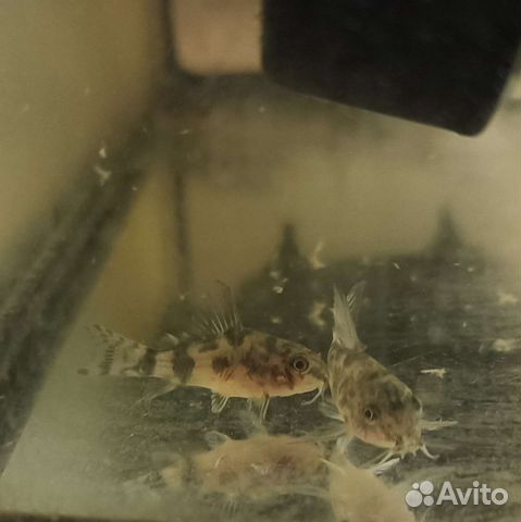 Сомики коридорасы