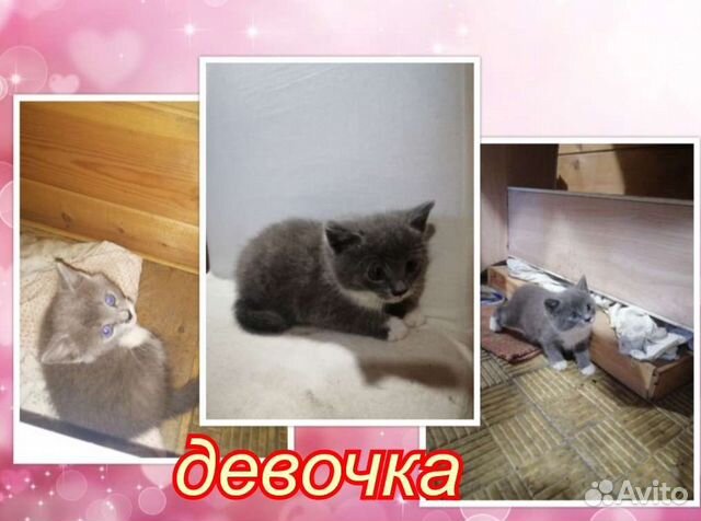 Котята крысоловы