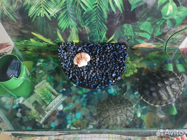 Две красноухие черепахи с аквариумом