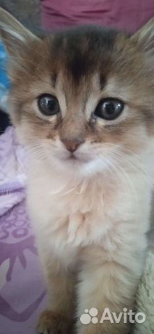 Сомалийская кошка