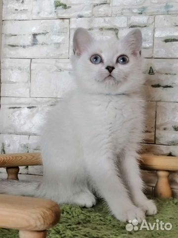 Кот серебристая шиншила поинт