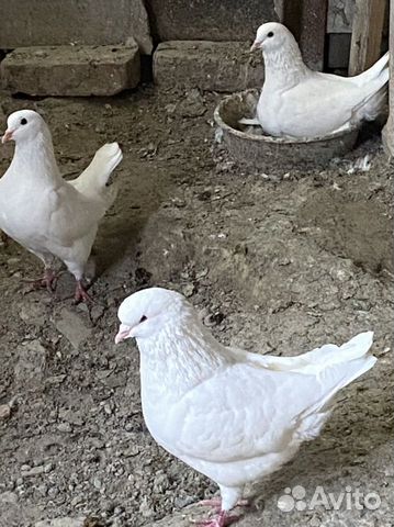 Мясные голуби, породы Кинг