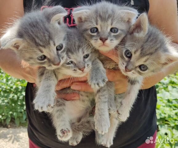 Отдам котят в добрые рукит.вислоухие,полубританцы