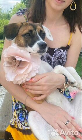 Компанейский щенок ждёт родителей