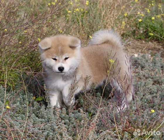 Очаровательная японочка