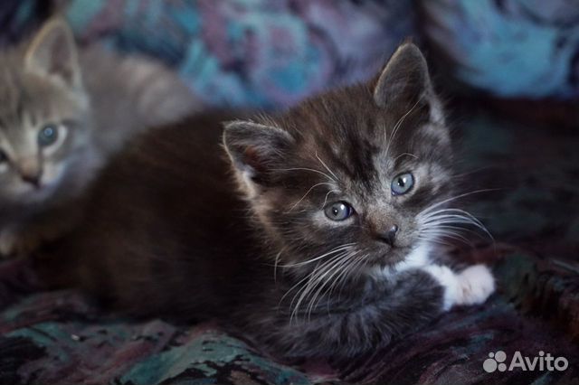 Котёнок