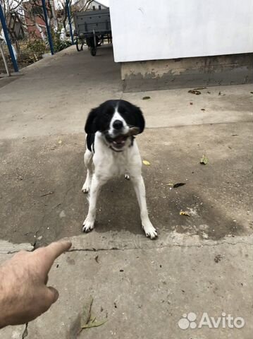 Бретонский эпаньоль