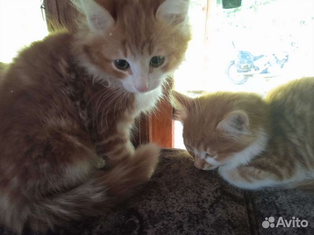 Котята в добрые руки бесплатно