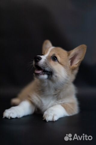 Очаровательные коржики