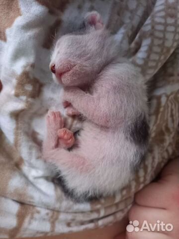 Котята сфинкс эльф