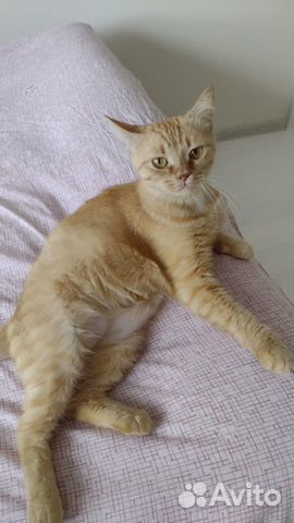 Сиерилизованная Боня изет дом