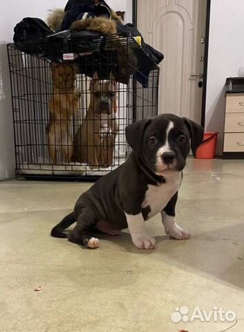 Американский булли покет