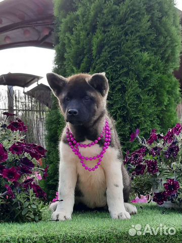 Акита Америкашка Девочка