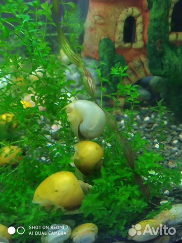 Улиточки ампулярии