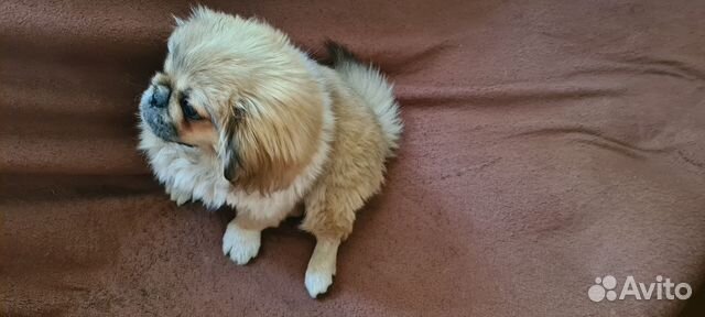 Девочка Алиска