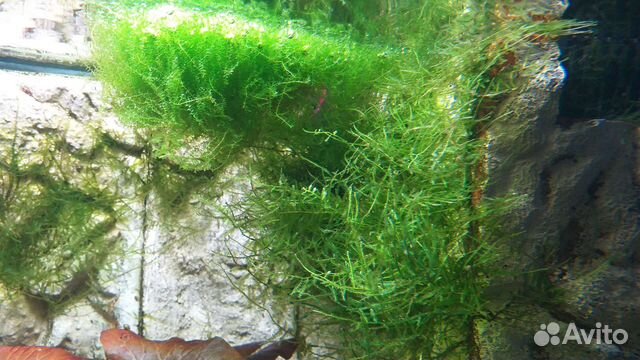 Мох Крисмас