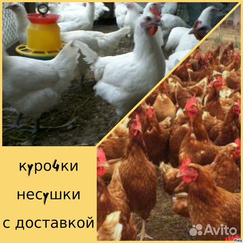 Куры К порогу