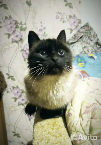 Кошка тайская 2 года стерилизуем