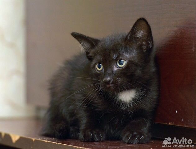 Славный Тимоня в поисках дома