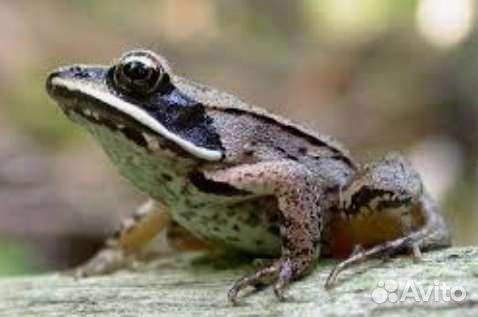 Лягушки живые
