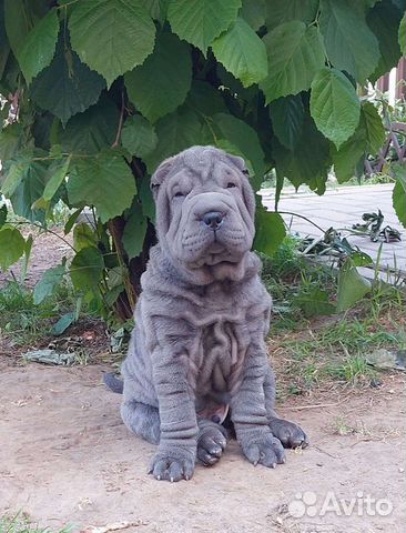 Сказочный щенок Шарпея