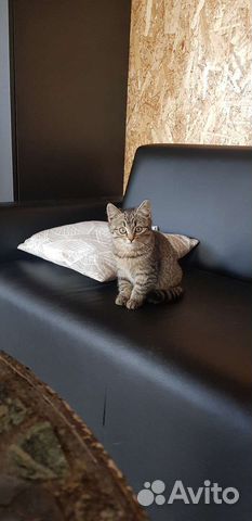 Кошки в добрые руки бесплатно