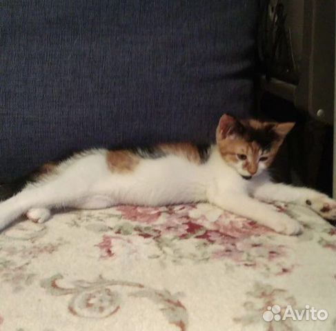 Умница-котик станет Вам хорошим другом)