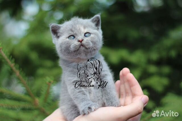 Котята из питомника