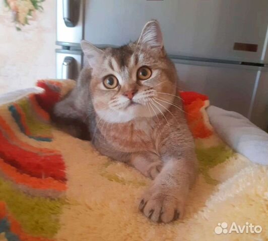 Макс - тикированный котик
