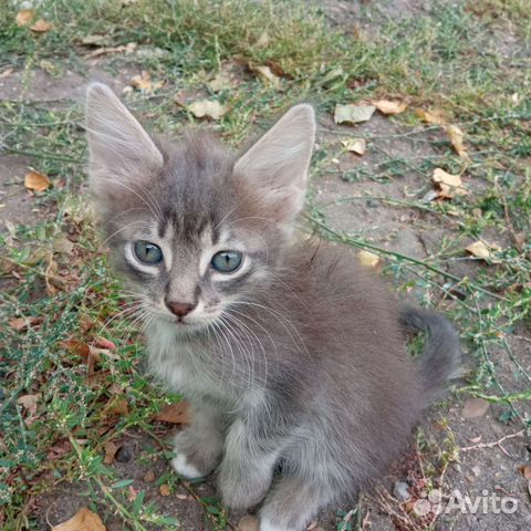 Кошка в дар бесплатно