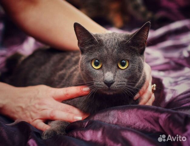 Кошка в добрые руки