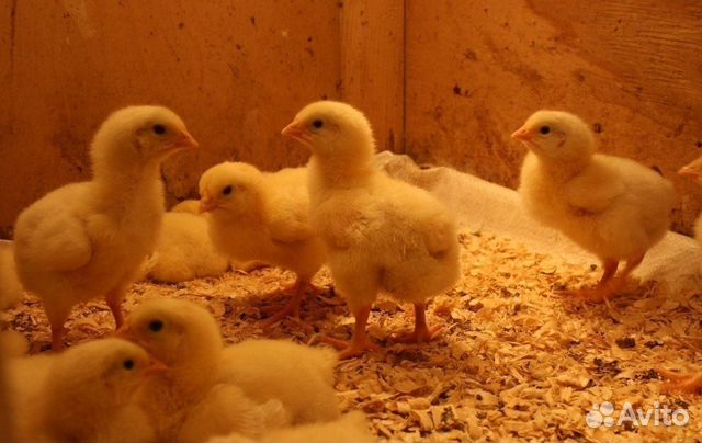 Цыплята бройлеры суточные