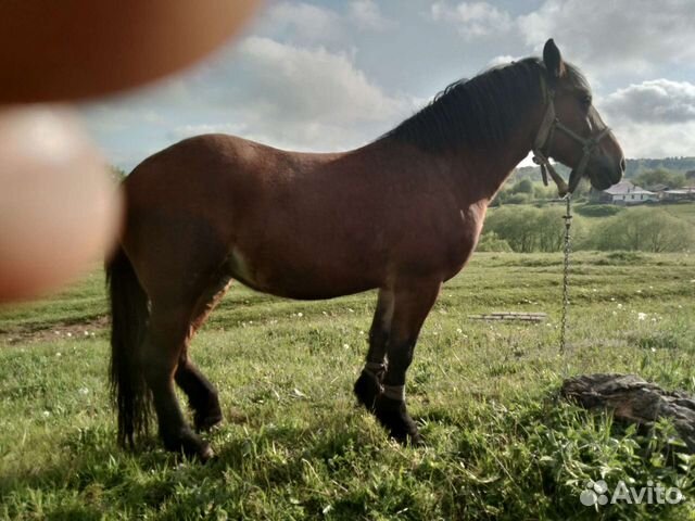 Лошади тяжеловоз