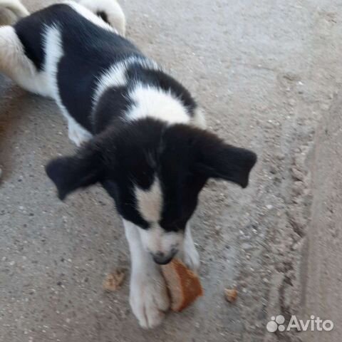 Милые щенки бесплатно (Крымская дворовая)