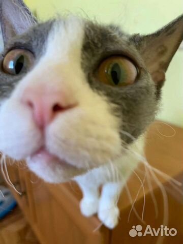 Котенок ищет дом
