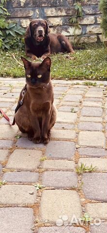 Котята европейской бурмы