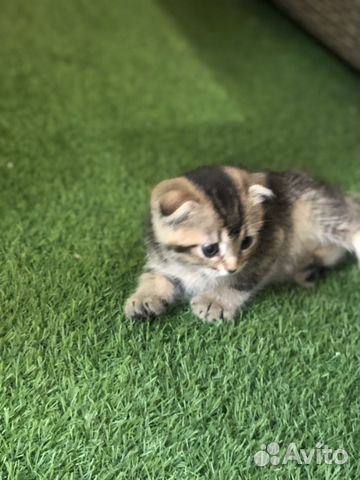 Прекрасные шотландские кошечки 1,5 мес