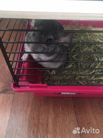 Серебристая шиншилла вязка