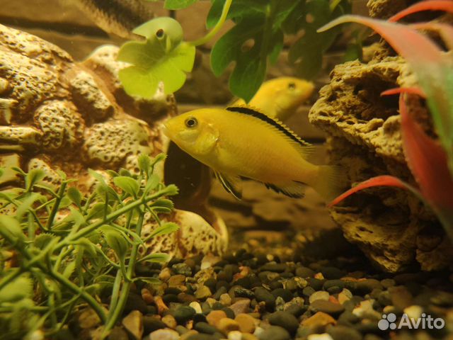 Цихлиды yellow