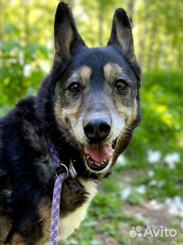 Возьмите собаку из приюта