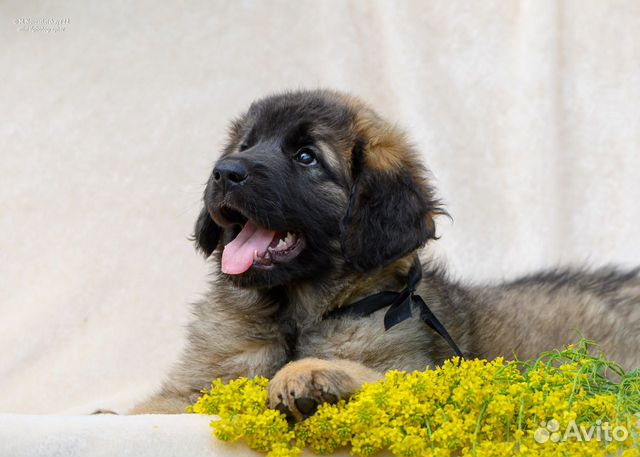 Щенки леонбергер