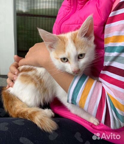 Котенок мальчик бело-рыженький