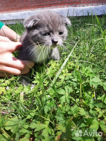 Шотландская вислоухая