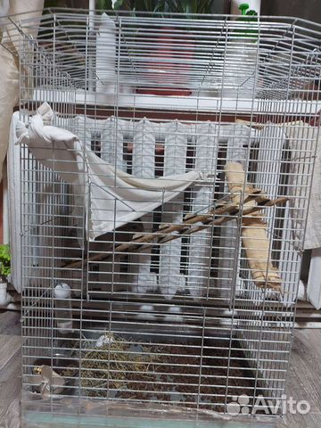 Шиншилла с клеткой
