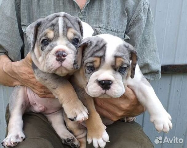 Англичане редких окрасов мерль