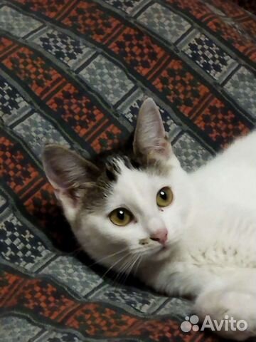 Миледи нужна семья