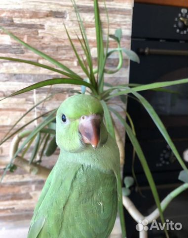 Ожереловый попугай