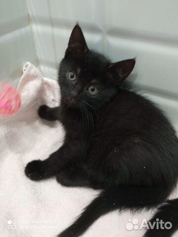 Котенок 1,5 мес. девочка Чернышка